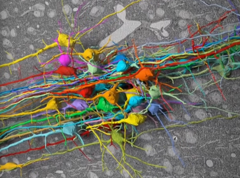 Carving out brain structure with connectomics