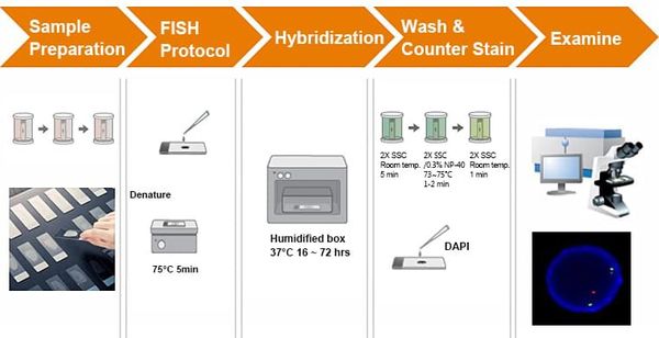 Overview of fluorescent in-situ hybridization for RNA detection