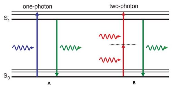 One vs two-photon microscopy